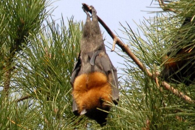 Walking with Sydney Flying Foxes (Fruit Bats) - Who Should Consider This Tour?