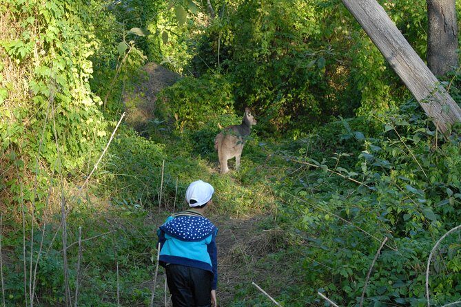 Walking with Wild Kangaroos Private Half-Day Trip from Sydney - What’s Included and What You Should Know