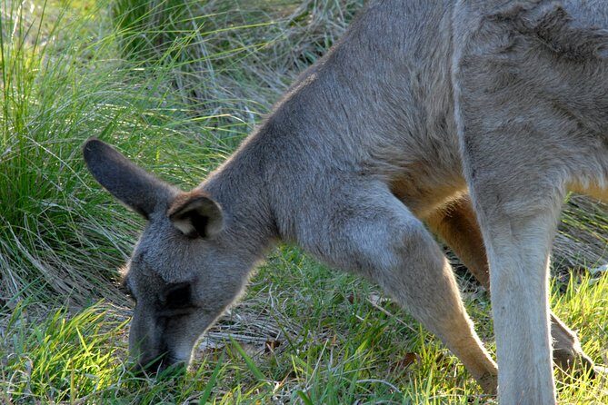 Walking with Wild Kangaroos Private Half-Day Trip from Sydney - Who should consider this tour?