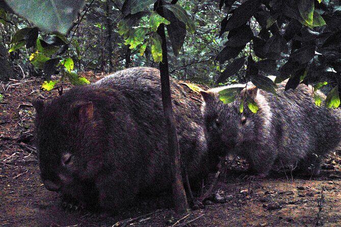 Walking with Wild Wombats Private Day Trip from Sydney - The Value of Included Items