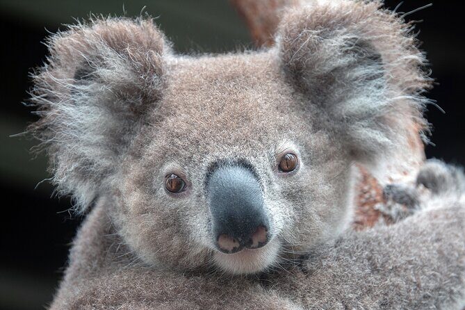 Walking with Wild Wombats Private Day Trip from Sydney - Who Is This Tour Best For?