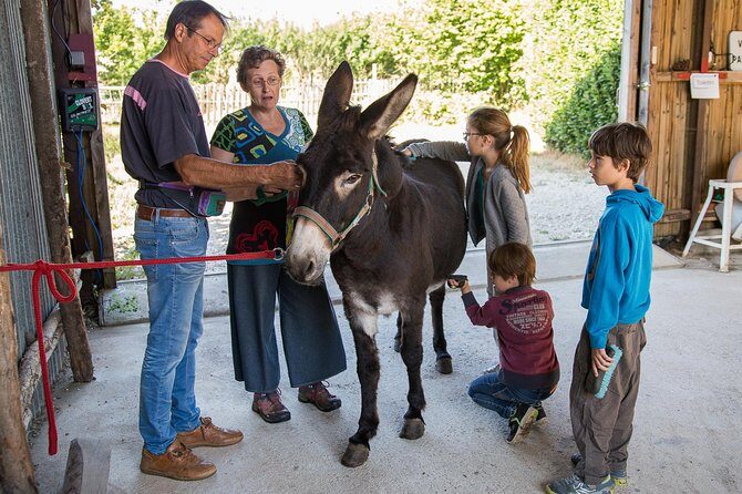Walks and hikes with donkeys - An In-Depth Look at the Experience