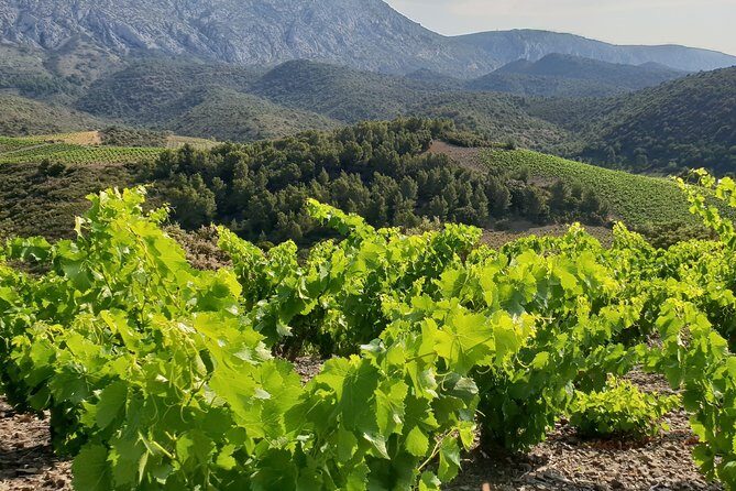 Walks in the heart of the secret vineyards around Collioure, tastings - The Sum Up