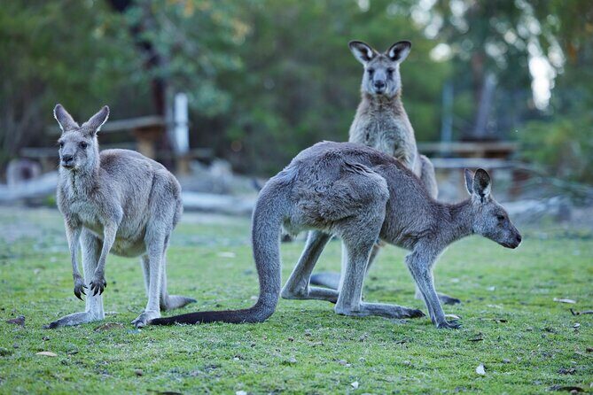 Wallabies and Wine Hunter Valley Adventure Private Tour - Introducing the Wallabies and Wine Hunter Valley Adventure Private Tour