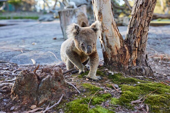 Wallabies and Wine Hunter Valley Adventure Private Tour - The Final Word