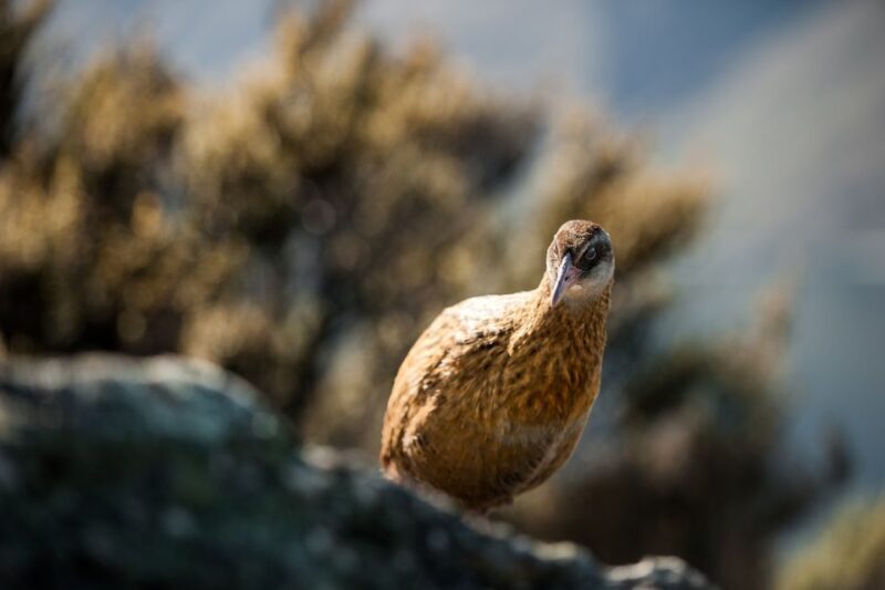 Wanaka: Water Taxi & Mou Waho Island Tour - Wildlife Encounters & Birdwatching