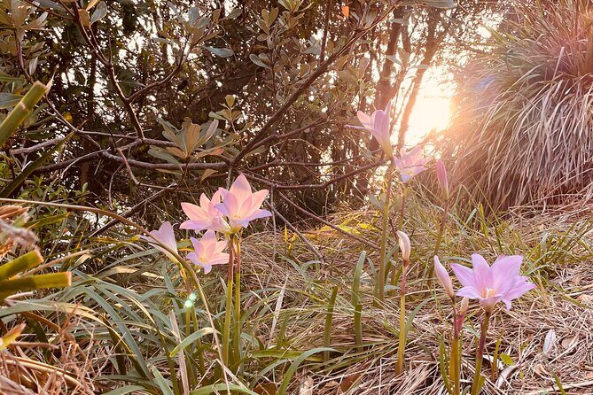 WANDER BYRON Guided Sunrise Tours to Cape Byron Lighthouse - Final Thoughts
