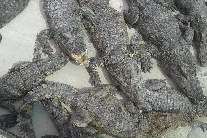 War Museum, Killing Field and Floating village ( Chong Kneas) Tour - An Honest Look at the Itinerary