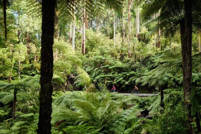 Warburton: Redwood Forest Mountain Bike Adventure - FAQs