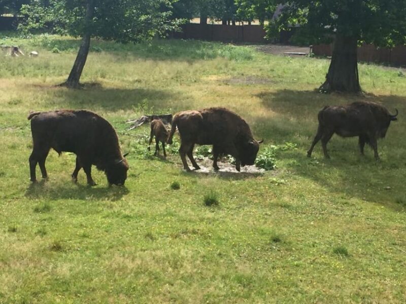 Warsaw: Bialowieza National Park and European Bison Tour - Introduction: An Authentic Day in Poland’s Forest Heart