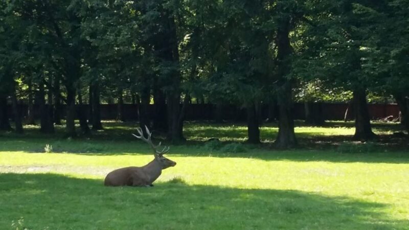Warsaw: Bialowieza National Park and European Bison Tour - The Reviews Say It All