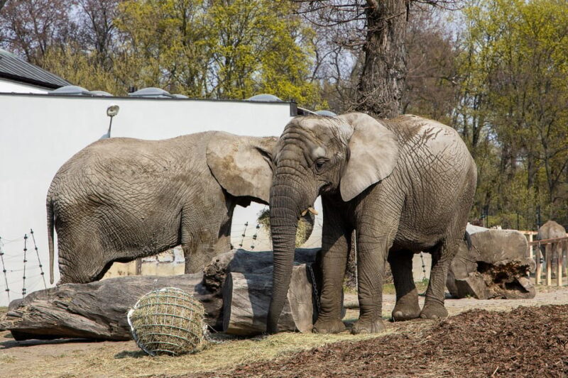Warsaw Zoo Skip-the-Line Entry Ticket with Private Transport - FAQ