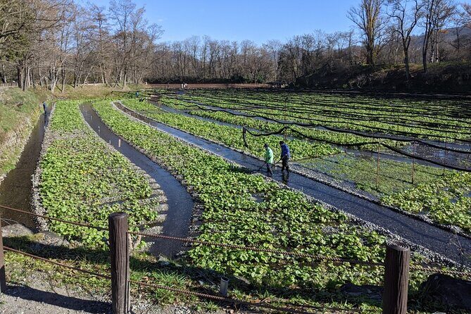 Wasabi Farm Walking Tour & Lunch - Discovering Nagano’s Wasabi: An Authentic Experience