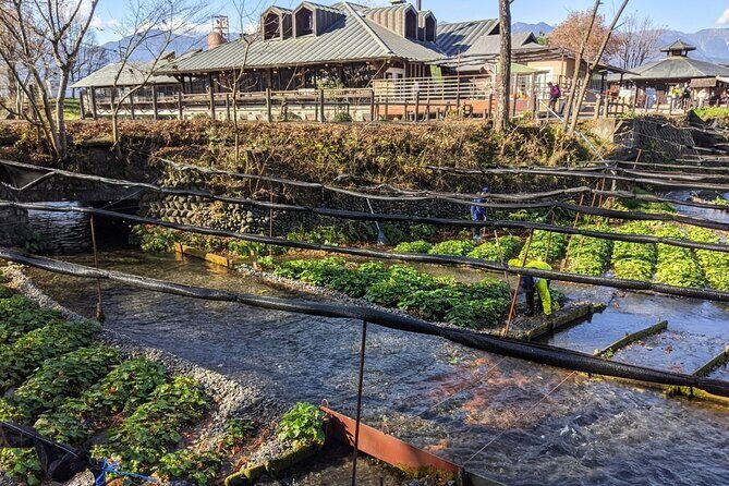 Wasabi Farm Walking Tour & Lunch - Practical Details and Tips