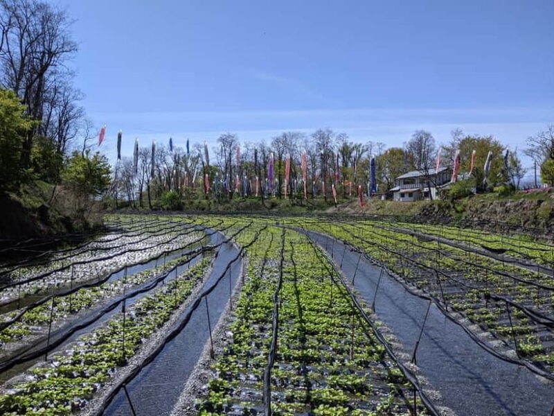 Wasabi Farm Walking Tour with Lunch - Why This Tour Has Something Special for Every Traveler