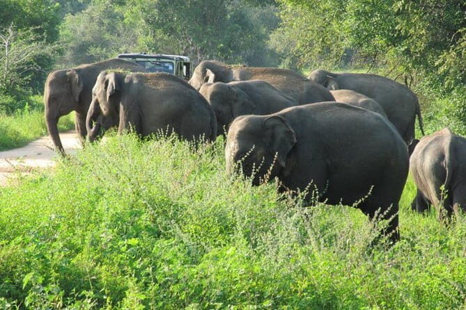 Wasgamuwa National Park Entrance Ticket with Private Safari - An In-Depth Look at the Experience