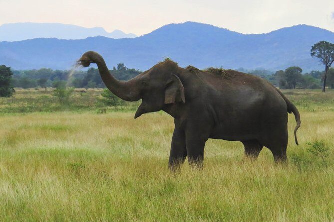 Wasgamuwa National Park Private Safari - Frequently Asked Questions