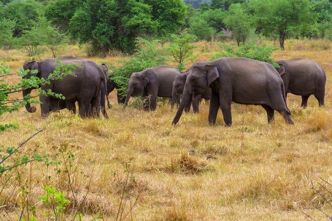 Wasgamuwa National Park Private Safari - Final Thoughts