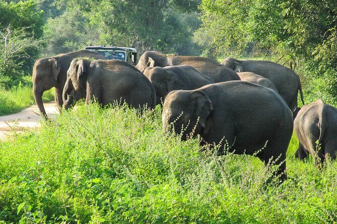 Wasgamuwa National Park Safari from Habarana - An In-Depth Look at the Safari Experience