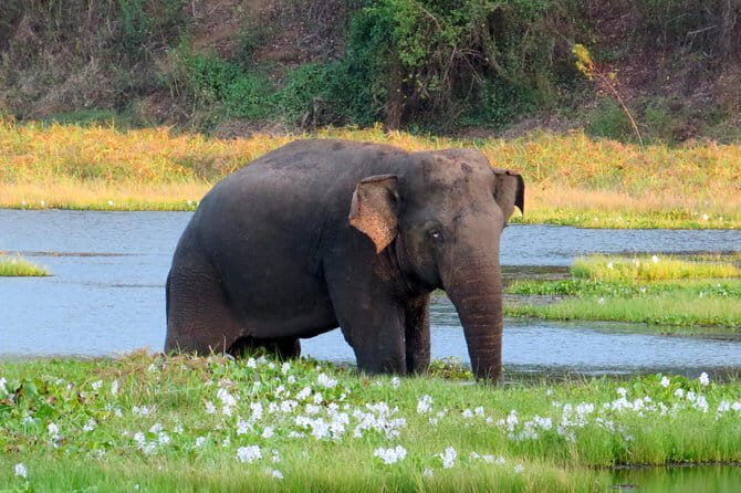 Wasgamuwa National Park Safari from Kandy - The Experience Provider: Lakpura LLC