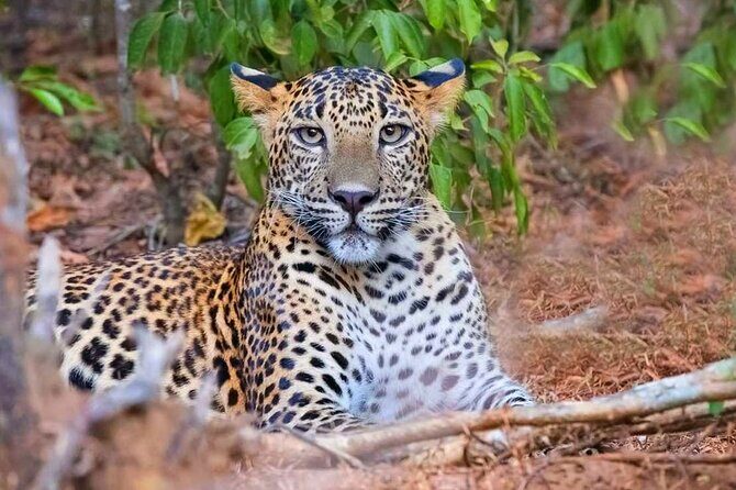 Wasgamuwa National Park Safari | Jeep with Tickets - In-Depth Look at the Itinerary