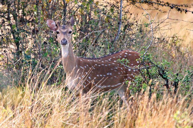 Wasgamuwa National Park Safari | Jeep with Tickets - Logistics and Practicalities