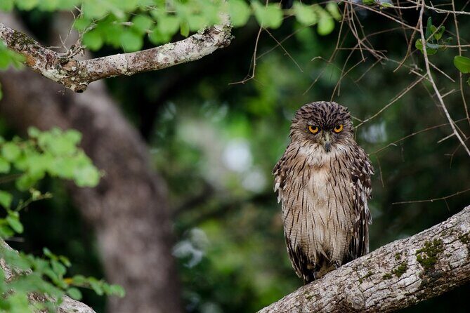 Wasgamuwa National Park Safari | Jeep with Tickets - Who Is This Safari Best For?