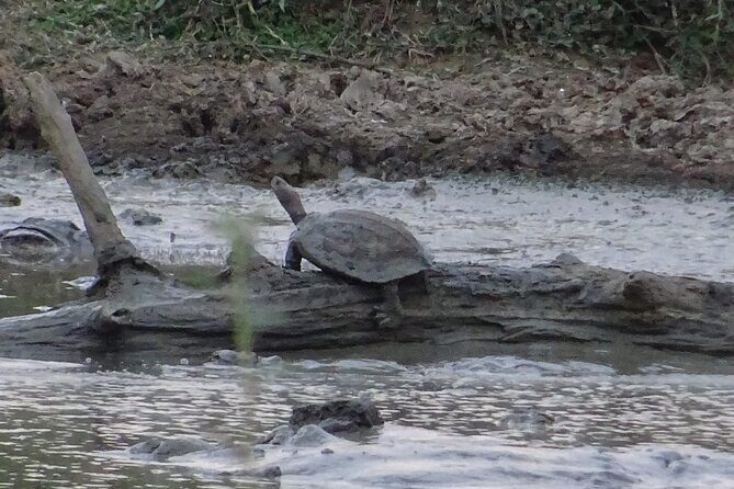 Wasgamuwa National Park Safari | Jeep with Tickets - Final Thoughts