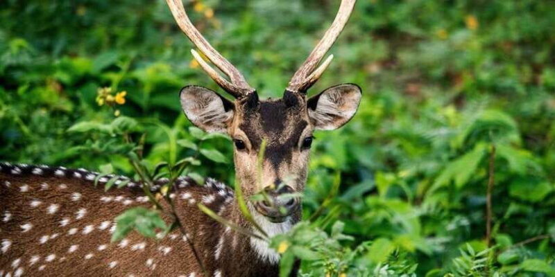 Wasgamuwa National Park Safari (Private Jeep) - Key Points