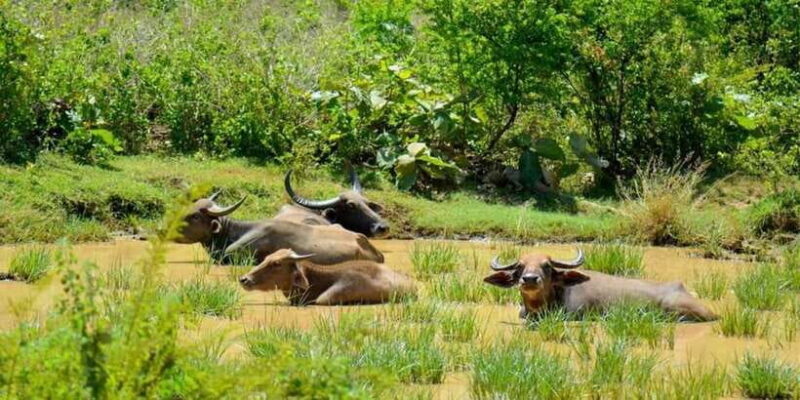 Wasgamuwa National Park Safari (Private Jeep) - What to Expect from the Wasgamuwa Safari