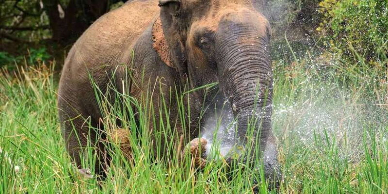 Wasgamuwa National Park Safari (Private Jeep) - Authentic Reviews and Insights