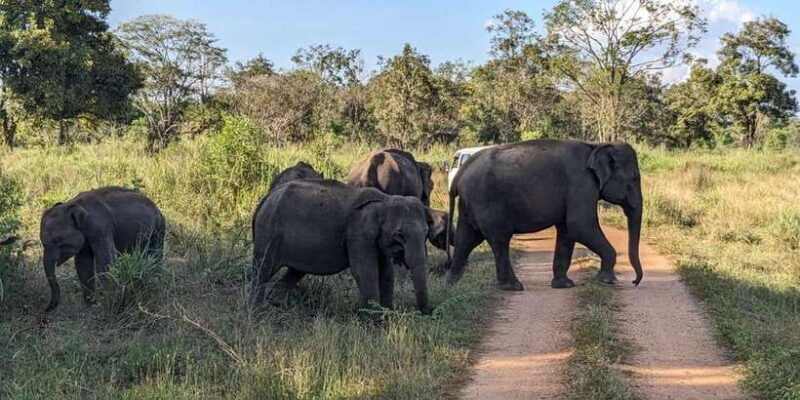 Wasgamuwa National Park Safari (Private Jeep) - The Sum Up: Who Should Consider This Safari?