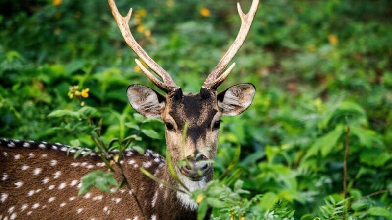 Wasgamuwa National Park Safari (Private Jeep) - FAQ