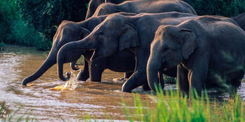 Wasgamuwa: Wasgamuwa National Park Private 3-Hour Safari - Key Points