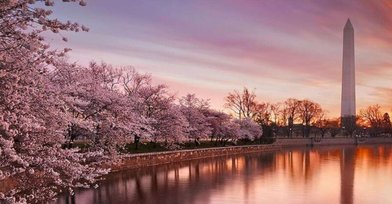 Washington: Cherry Blossom Tour - Exploring the Washington Cherry Blossom Tour