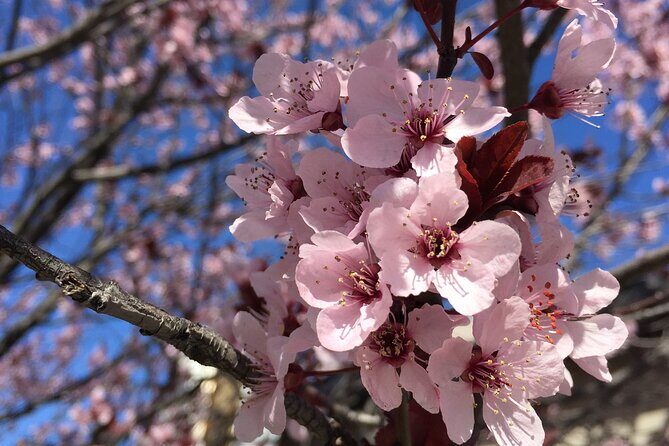 Washington D.C. Cherry Blossom,Baltimore 3-Day Tour from Boston - A Deep Dive into the Itinerary