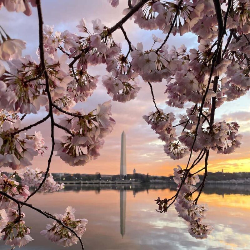 Washington DC: Cherry Blossom Festival Tour by Bike - What to Expect: A Well-Structured, Scenic Ride