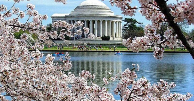 Washington DC: Cherry Blossom Walking Tour - An In-Depth Look at the Cherry Blossom Walking Tour