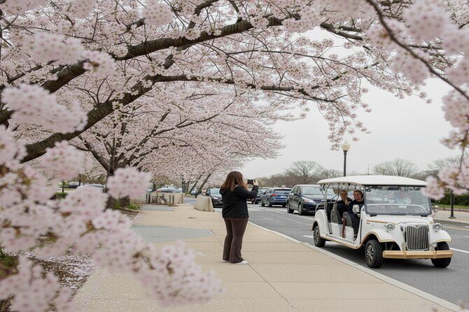 Washington DC Monument's Cherry Blossom Guided E-Cart Tour - Introduction