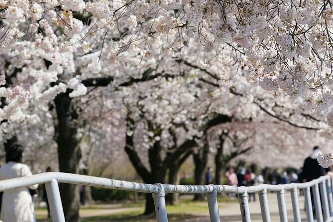 Washington DC Monument's Cherry Blossom Guided E-Cart Tour - The Sum Up