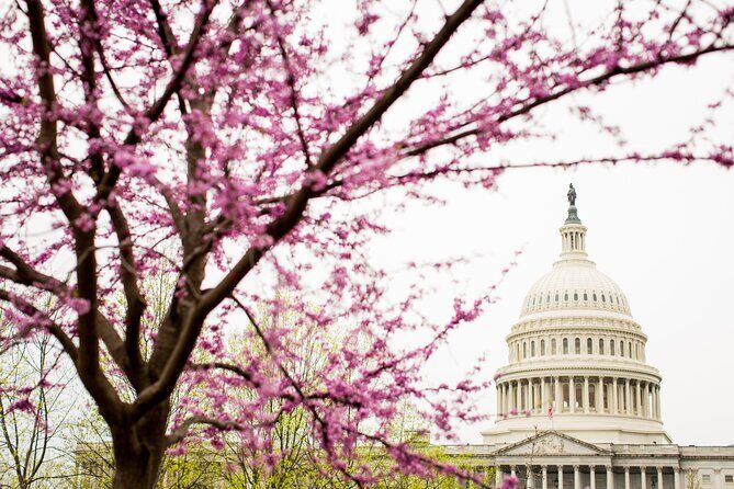 Washington DC Monument's Cherry Blossom Guided E-Cart Tour - FAQ