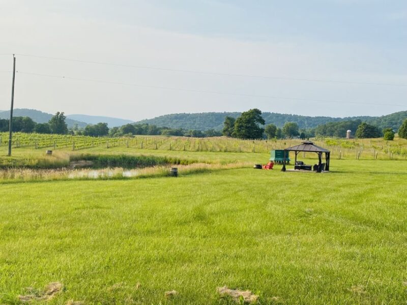 Washington, DC: Virginia Wine Region Experience Tour - Exploring Virginia’s Wine Country Near D.C.