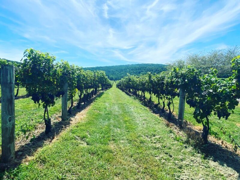 Washington, DC: Virginia Wine Region Experience Tour - Scenic Views and Authentic Charm