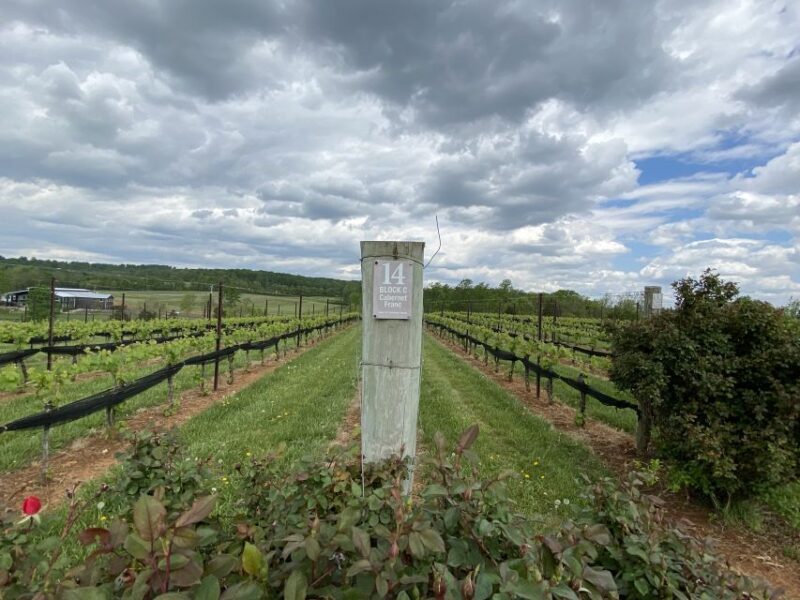 Washington, DC: Virginia Wine Region Experience Tour - Transportation and Logistics