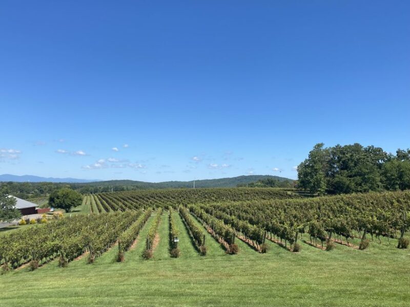Washington, DC: Virginia Wine Region Experience Tour - What Past Travelers Say