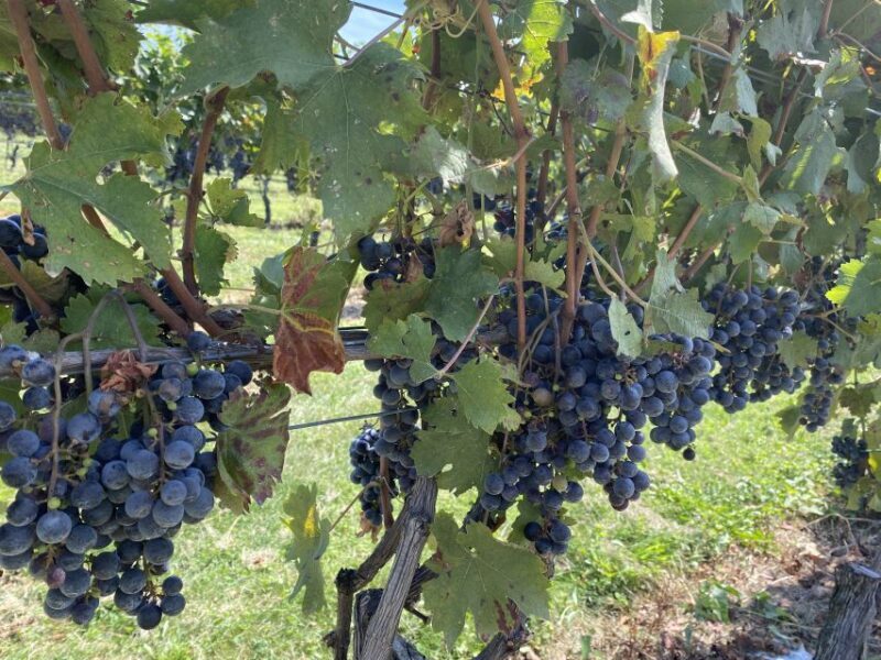 Washington, DC: Virginia Wine Region Experience Tour - Final Thoughts