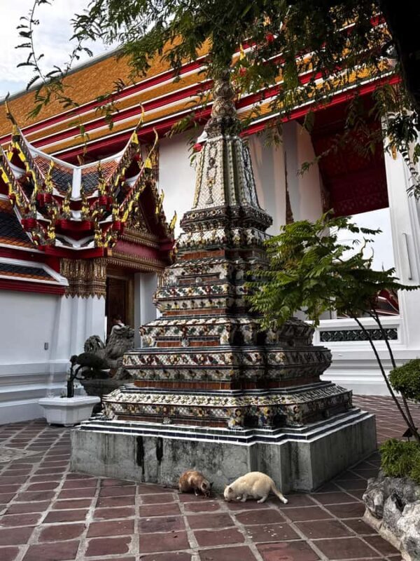 Wat Pho Evening Visit with Temple Cats - Key Points