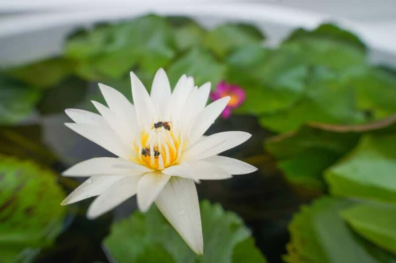 Wat Pho, Wat Arun & Flower Market Walking Tour in Bangkok - FAQ