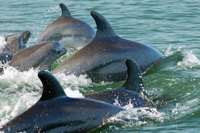 Watch and Swim with Dolphins in the Wild - The Itinerary: What to Expect on the Day