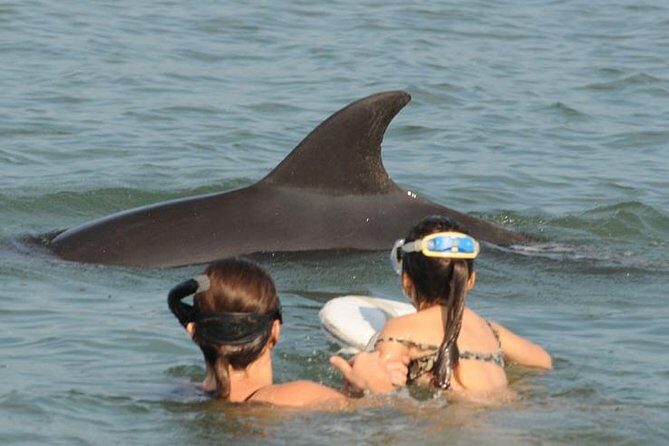 Watch and Swim with Dolphins in the Wild - The Realities: Pros and Cons